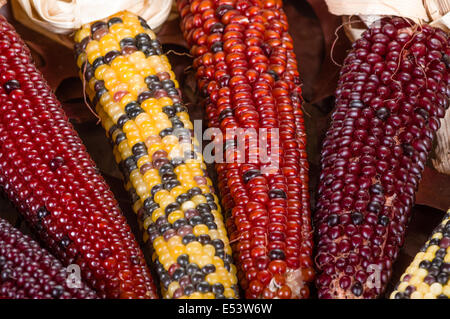 Decorative indian corn used for fall harvest display decoration Stock ...