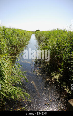 Minsmere RSPB Nature Reserve in Sufflok East Anglia UK The visitor ...