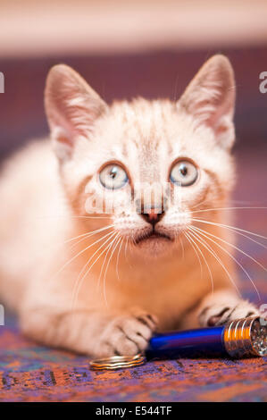 Little cat playing with a flashlight Stock Photo - Alamy