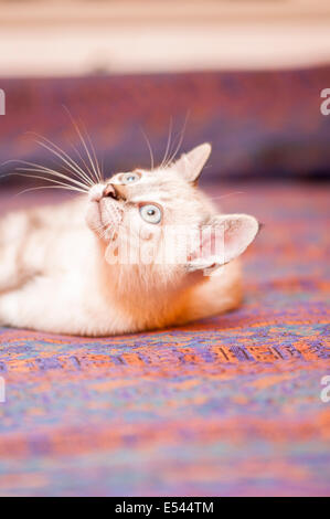 Little cat playing with a flashlight Stock Photo - Alamy