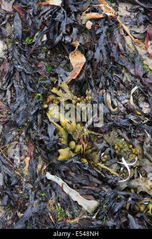 Bladderwrack on a beach Stock Photo - Alamy