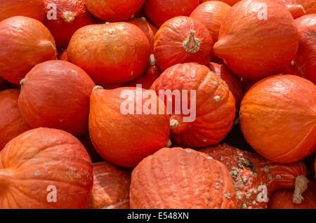 Hubbard squash on display at the farmers market. Boring, Oregon Stock ...