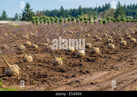 Balled and burlapped tree ready for transplanting. Root ball of trees ...