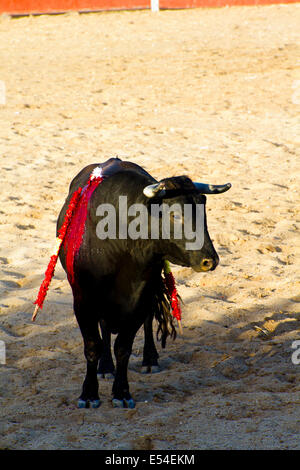 Spanish bull. Bullfight. Animal of great strength and nobility Stock ...