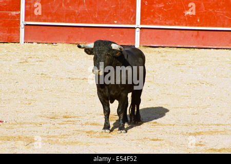 Spanish bull. Bullfight. Animal of great strength and nobility Stock ...