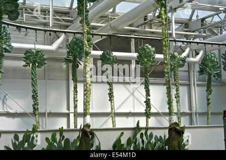 Hydroponic gardening . Walt Disney World's Epcot Stock Photo - Alamy