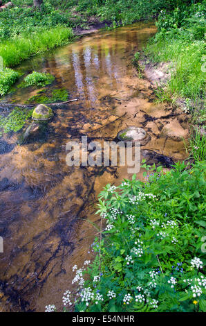 Small Clean River and Green Overgrown River Banks Stock Photo - Alamy