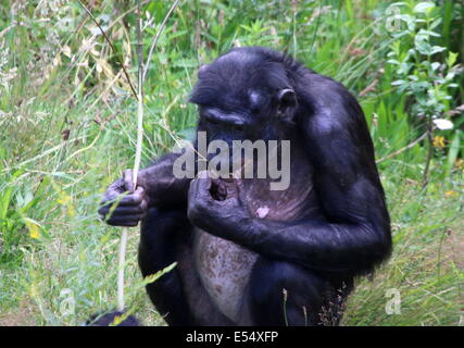Mature Female Bonobo or (formerly) Pygmy Chimpanzee (Pan Paniscus) in a ...