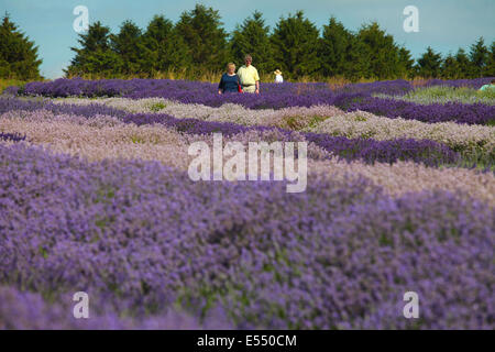 Lavender fields, Snowshill, Worcs UK Stock Photo - Alamy