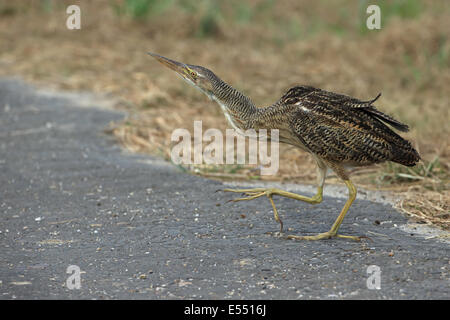 Pinnated Bittern (Botaurus pinnatus) adult, walking amongst vegetation ...
