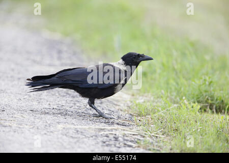Collared Crow (Corvus torquatus) immature, attaining almost full adult ...