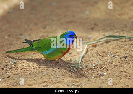 Male Scarlet-chested Parrot (Neophema splendida), blue mutation ...