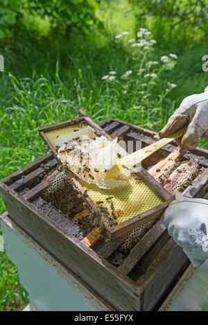Beekeeper removing unproductive burr comb from Honey bee (Apis ...