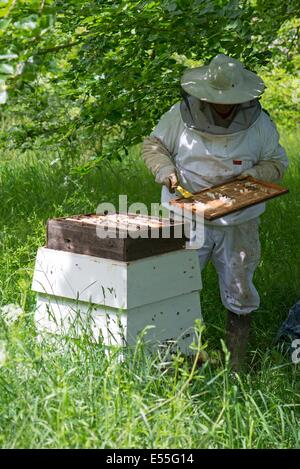 Beekeeper removing unproductive burr comb from Honey bee (Apis ...