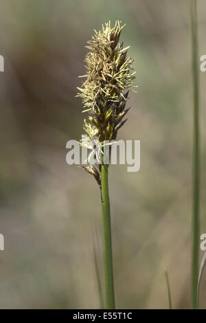 slender tufted-sedge (Carex acuta Stock Photo - Alamy