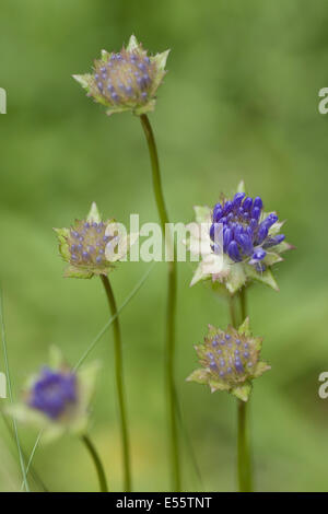 sheep's bit scabious, jasione perennis Stock Photo - Alamy