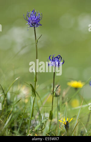 Horned Rampion (Phyteuma hemisphaericum), blooming on a rock ...