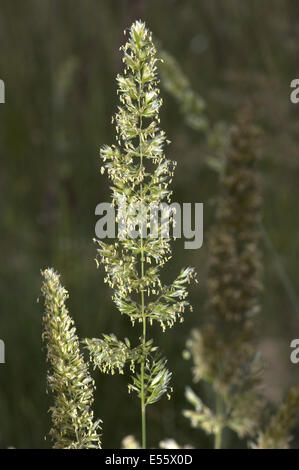 Poa or bluegrass, speargrass, tussock, meadow-grass. Isolated on white ...