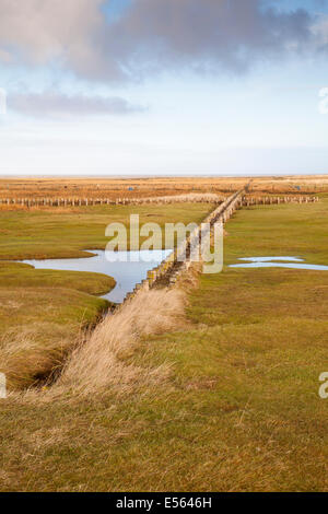 Salt meadow (salt marshes), Westerhever, Wadden Sea National Park ...