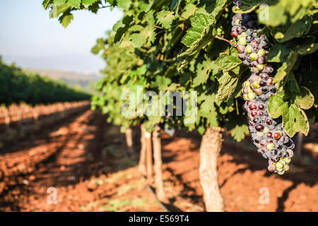 Israel Lower Galilee Tabor Winery ripening Pinot Noir grape on the ...