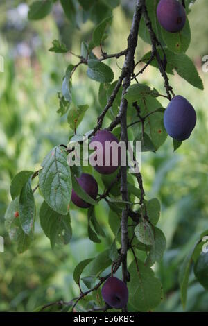 Close of Italian prune plums (Prunus Domestica) on a plate. Bankstown ...