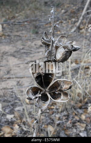 Dead yucca plant Stock Photo - Alamy