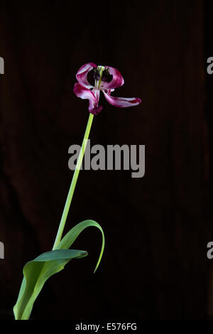 Dead, dying, dehydrated plant Stock Photo - Alamy