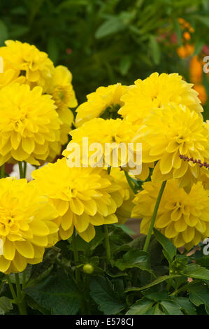 Yellow dahlia flowers in a garden Stock Photo - Alamy