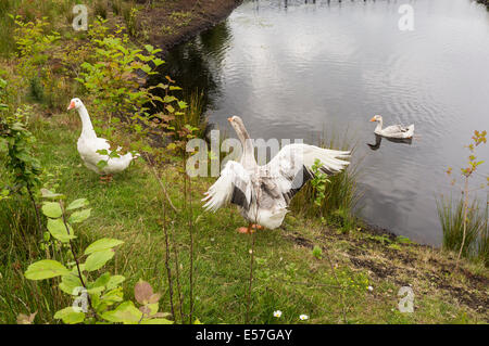 Geese living on the bog at Lullymore in rathangan, Kildare, Ireland ...