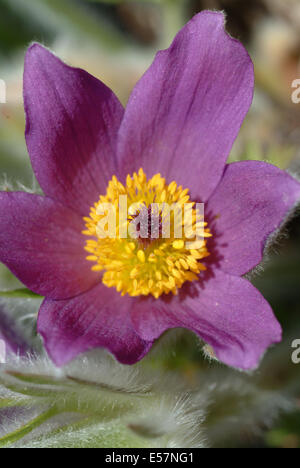 Pasque flowers Pulsatilla halleri Stock Photo - Alamy