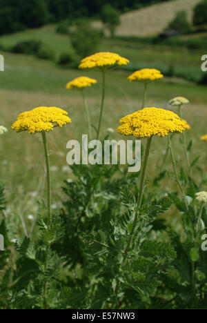 Achillea filipendula, fernleaf yarrow Stock Photo - Alamy