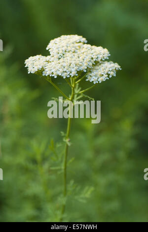 Noble Yarrow (Achillea nobilis Stock Photo - Alamy