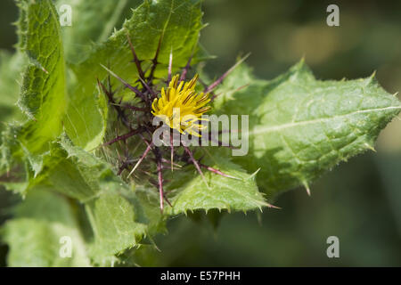 St. Benedict's thistle, Centaurea benedicta, in flower in spring ...