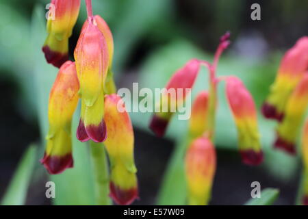 Flowering inflorescence of lachenalia aloides quadricolor, winter growing bulbous plant endemic ...