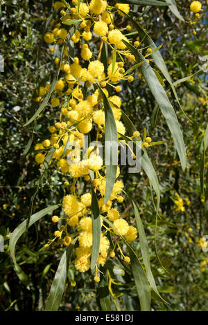 coojong, golden wreath wattle, orange wattle, blue-leafed wattle ...
