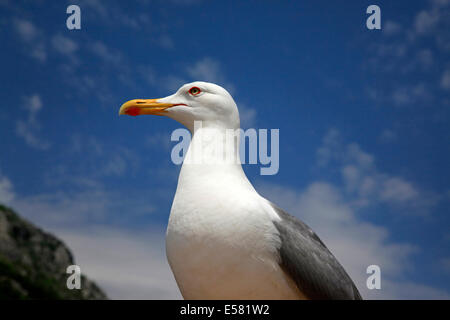 The big seagull on seacoast Stock Photo - Alamy