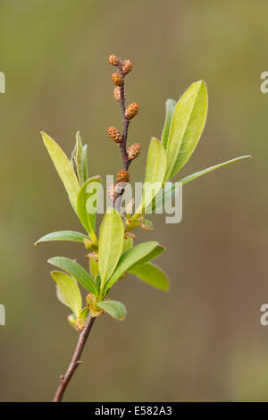 bog myrtle (Myrica gale Stock Photo - Alamy