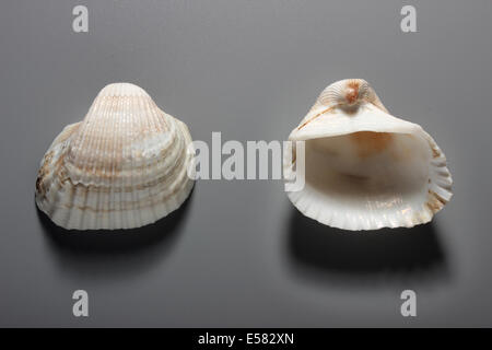 Indian White Ark Cockle Shell ( Arcidae Stock Photo - Alamy