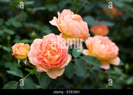 Orange salmon rose Lady of Shalott blooming in summer garden. English ...