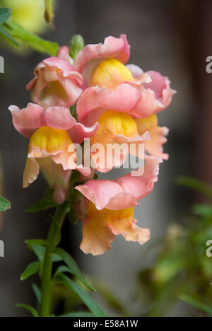 SNAP DRAGON FLOWERS Stock Photo - Alamy