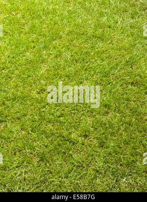 grass background Stock Photo - Alamy