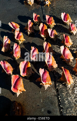 Shells in the Bahamas Stock Photo - Alamy