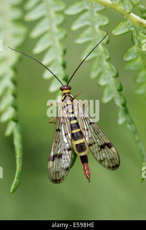 Female Scorpion Fly Mecoptera Panorpa Communis Insect on Green Leaf ...