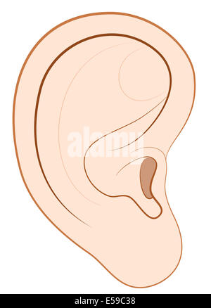 Human ear, illustration Stock Photo - Alamy