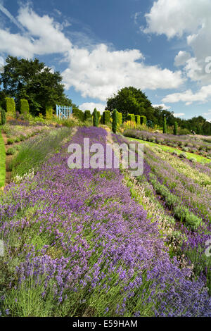 A lavender field at "Yorkshire Lavender" in the UK Stock Photo - Alamy