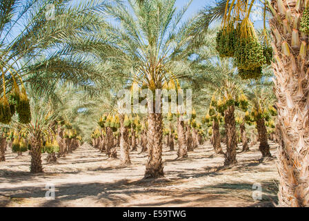 Date Palm Orchard Stock Photo - Alamy