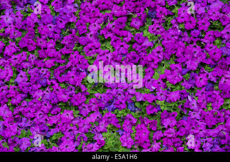 colorful background made of different flowers Stock Photo - Alamy