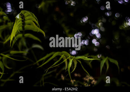 Leaves and flowers of the neem (Azadirachta indica), Palawan Island ...
