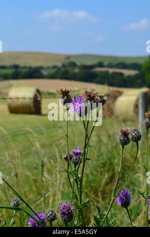 Hay bales in the Sussex countryside on a sunny summer's day Stock Photo ...