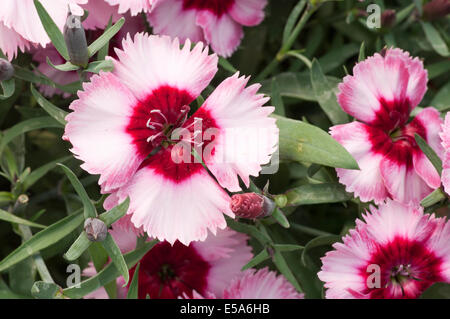 Red Dianthus caryophyllus Common Name Pinks Stock Photo - Alamy